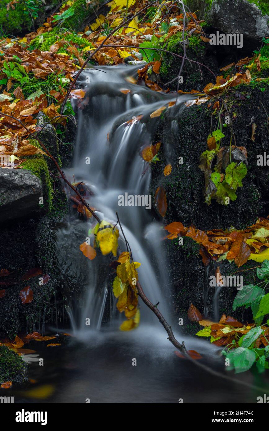 Sumny and Bily creek in autumn wet morning in Jeseniky mountains Stock ...