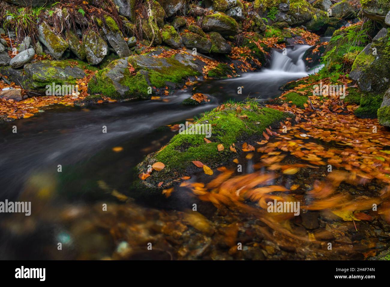 Sumny and Bily creek in autumn wet morning in Jeseniky mountains Stock ...