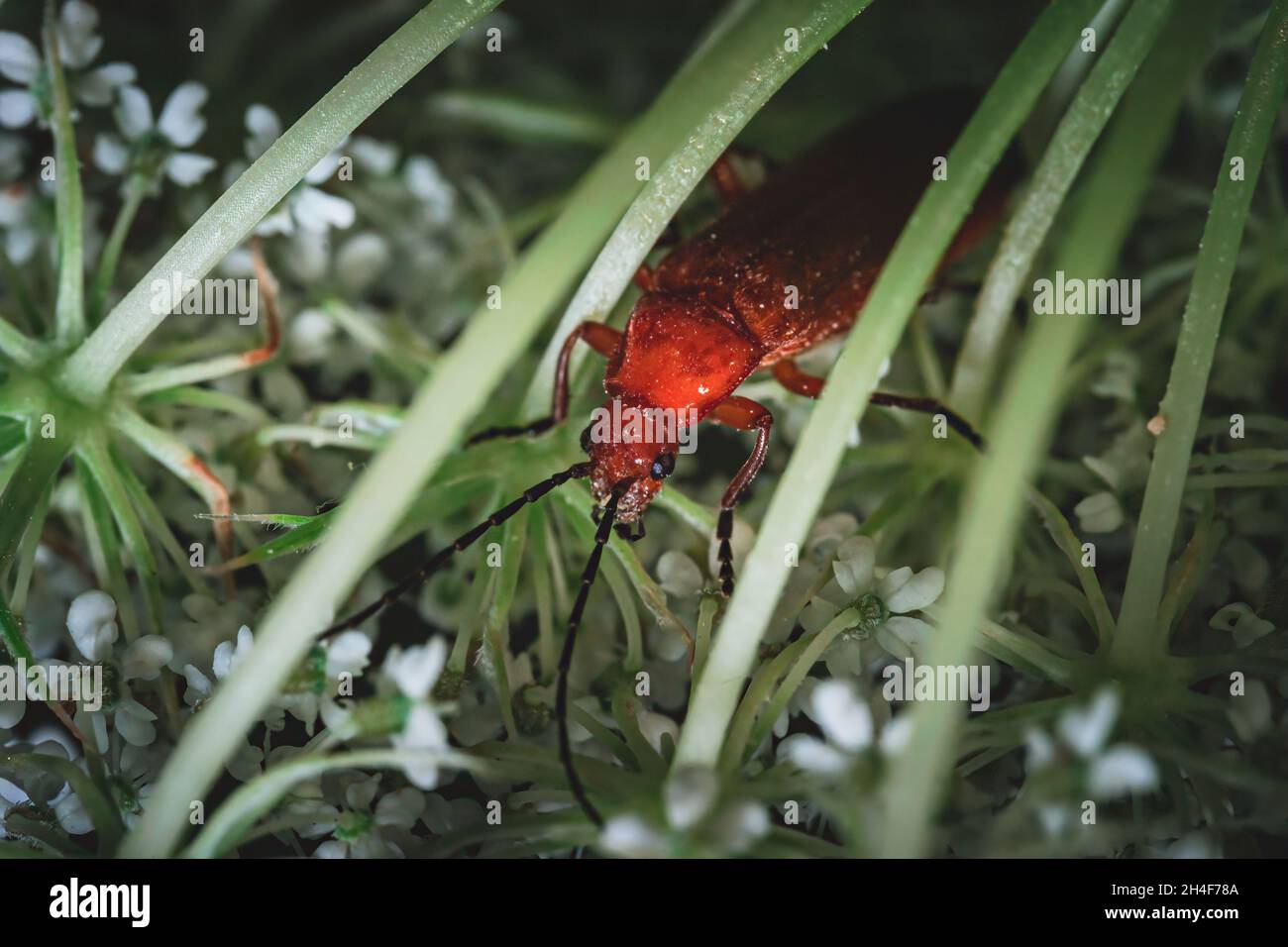 Small and little bug in nature Stock Photo - Alamy