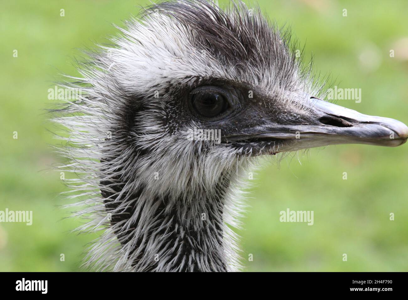 Close-up shot of the portrait of a beautiful lovely gray ostrich ...