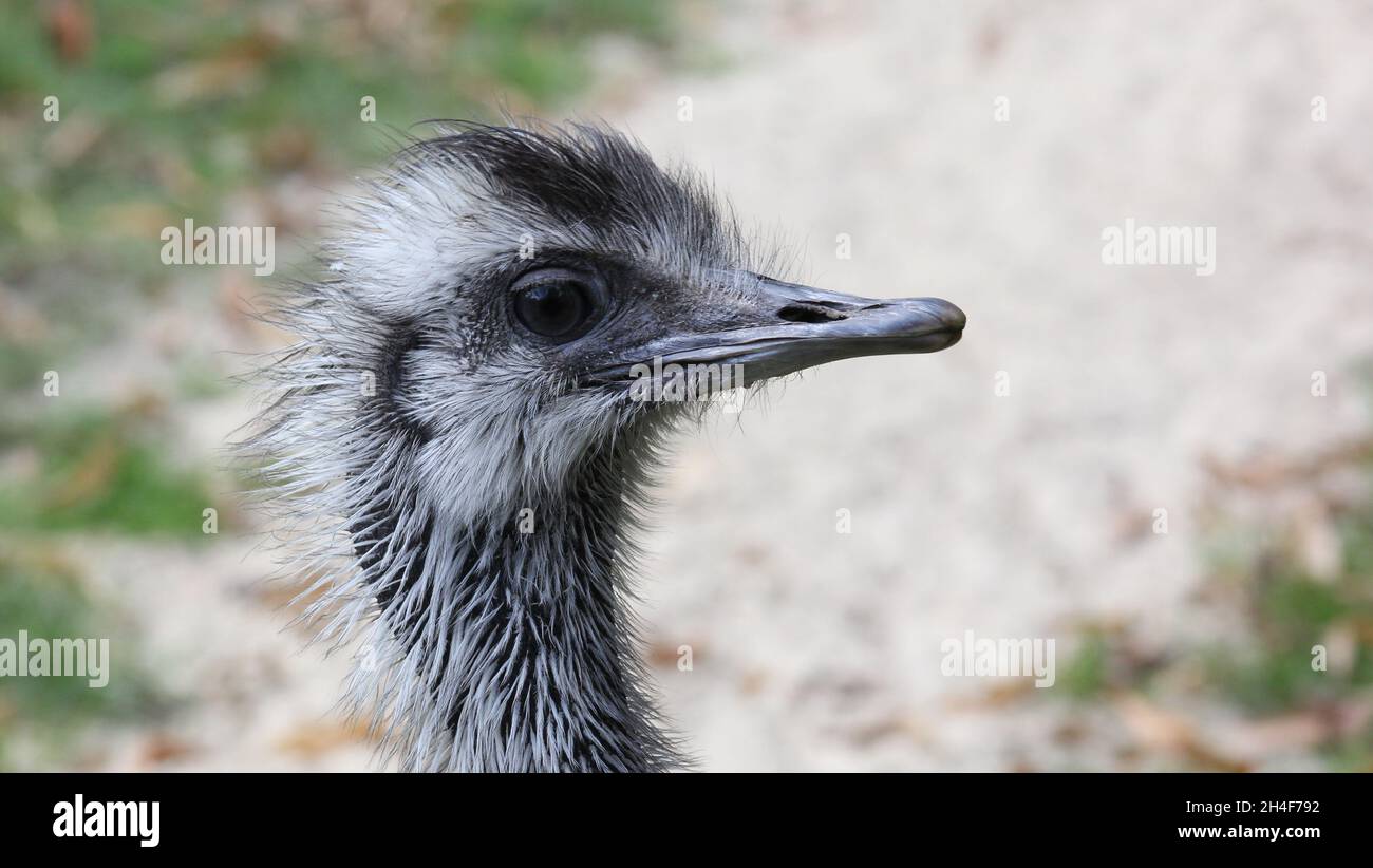 Close-up shot of the portrait of a beautiful lovely gray ostrich in ...