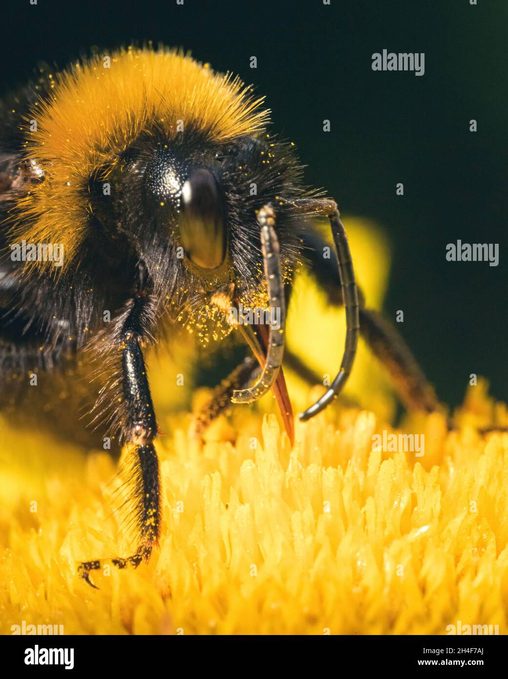 Bee beetles hi-res stock photography and images - Alamy