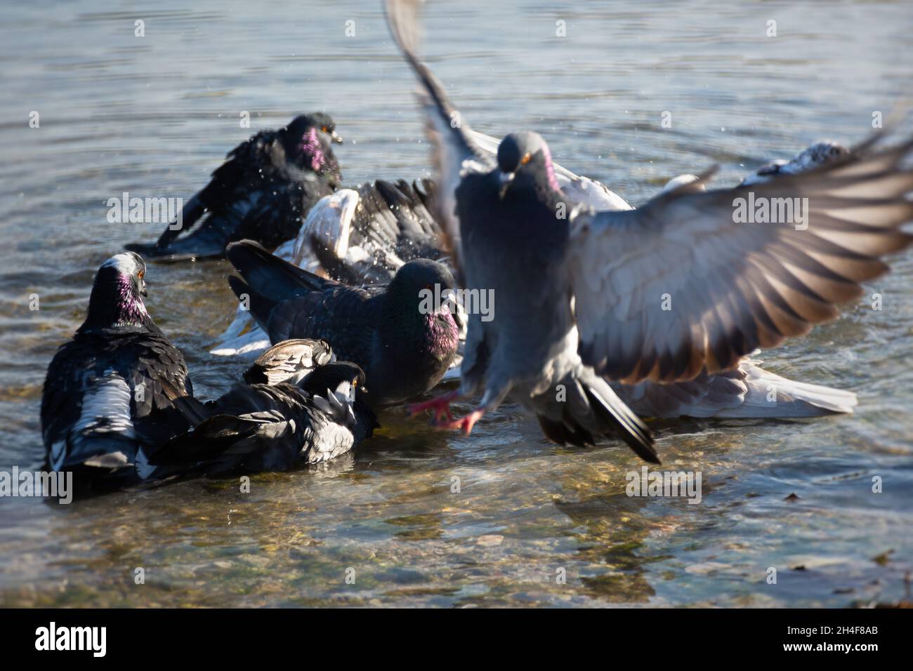 Pigeons water to bathe. A group of multicolored grays. black white ...