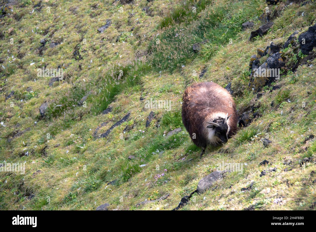 Landscape of sheep walking on lush grassy cliff on the coast of Grimsey ...