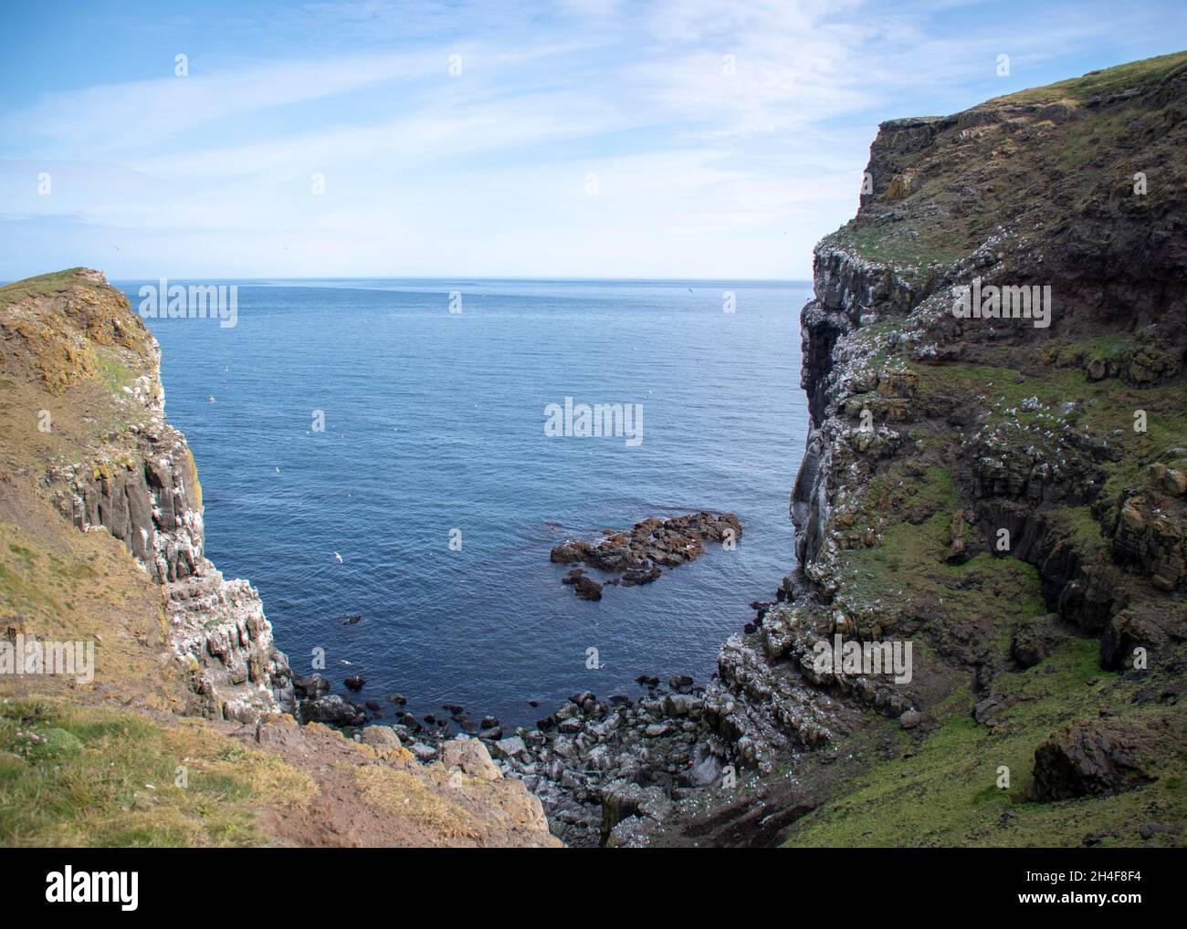 Landscape of sea birds nesting on grassy cliffs on the coast of Grimsey ...