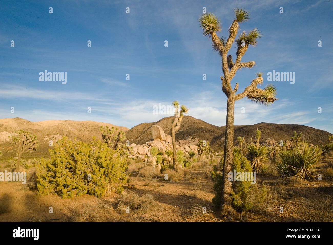 Rustic California desert autumn landscape beauty.. Joshua tree proudly ...