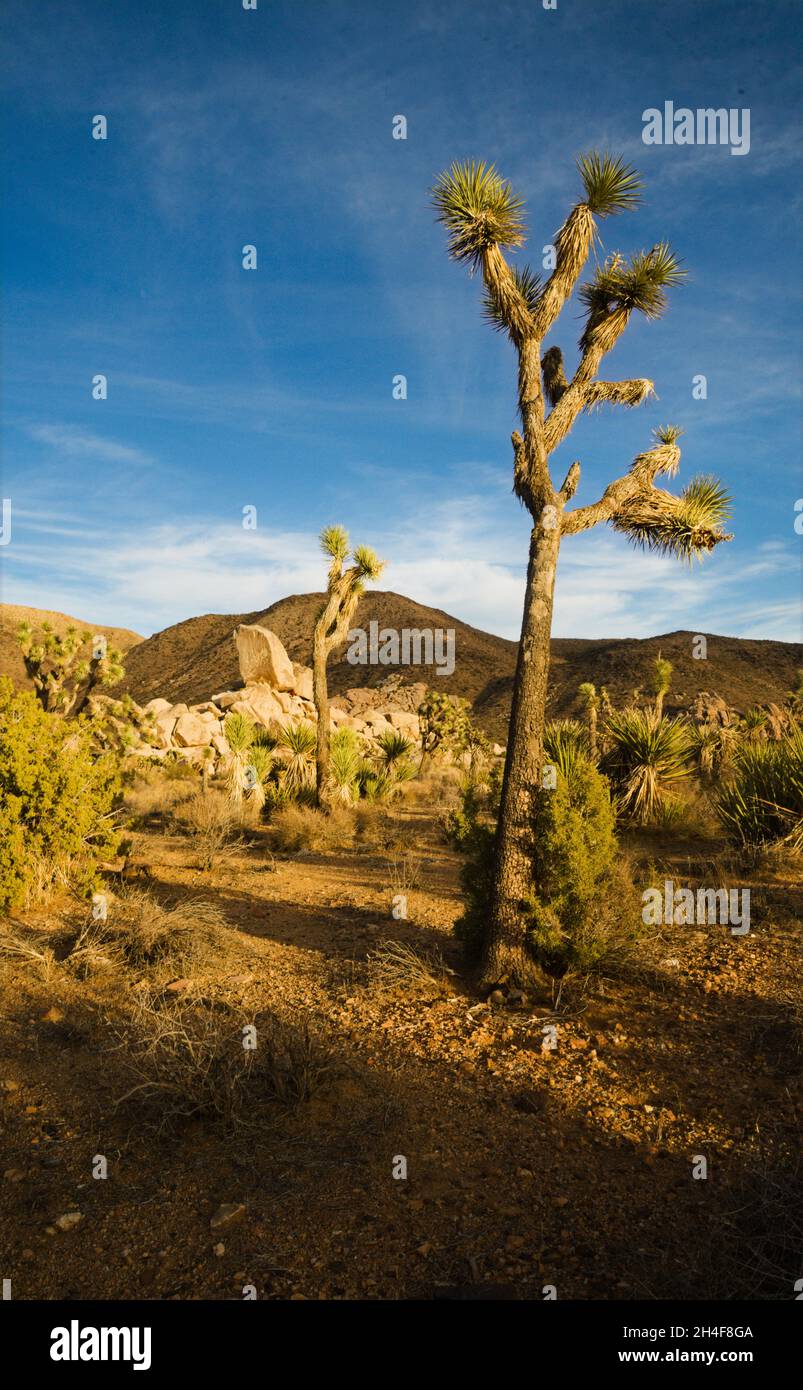 Rustic California desert autumn landscape beauty.. Joshua tree proudly ...