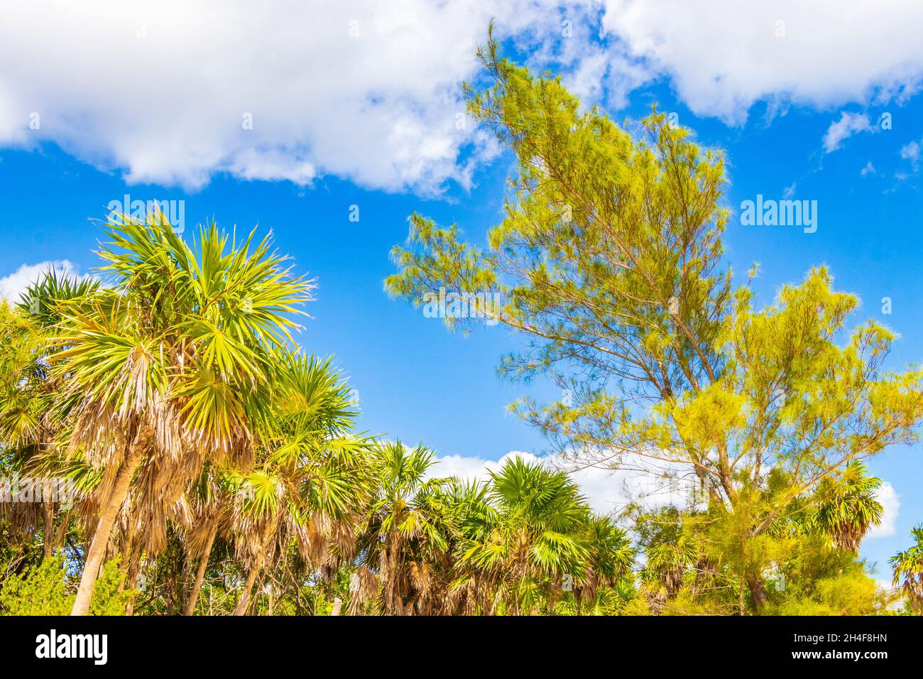 Tropical mexican beach palm trees and fir trees in jungle forest nature ...