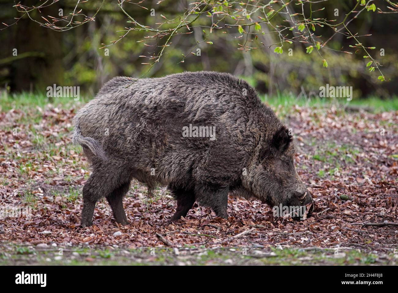 Pig nuts hi-res stock photography and images - Alamy
