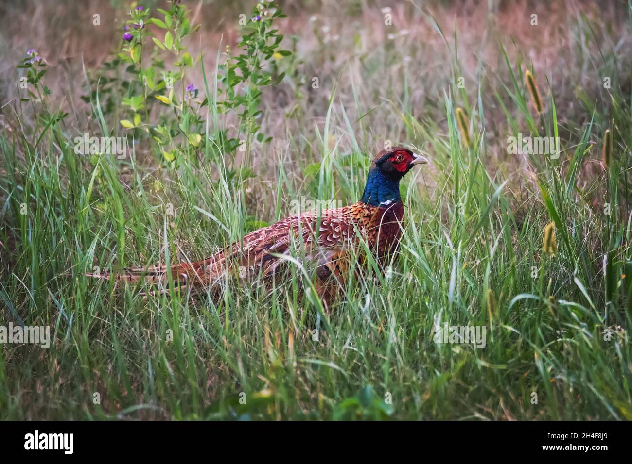 Bright male of Common pheasant with red head, blue neck, brown wings ...