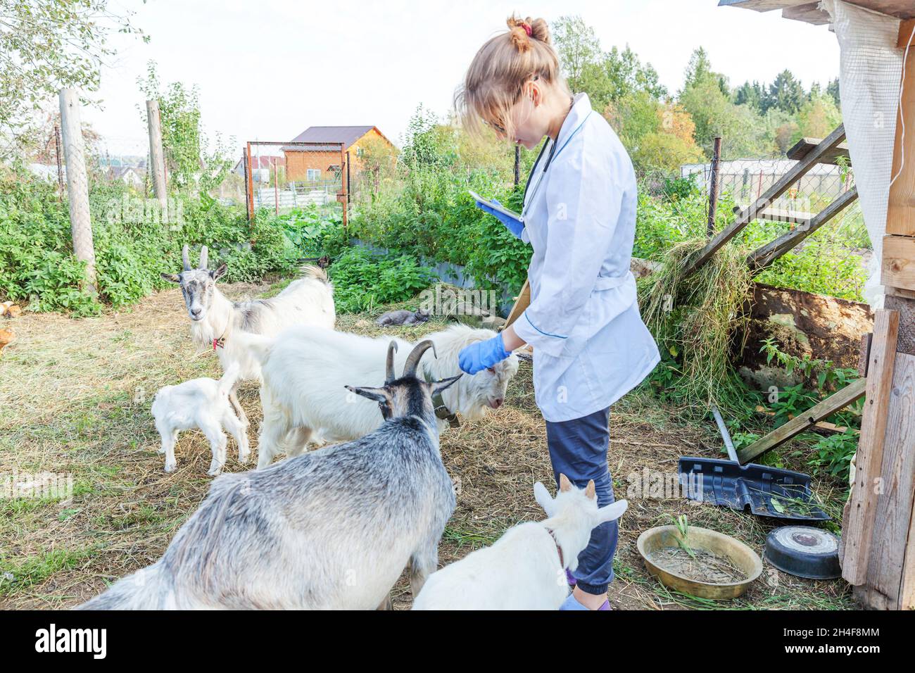 Young veterinarian woman with tablet computer examining goat on ranch ...