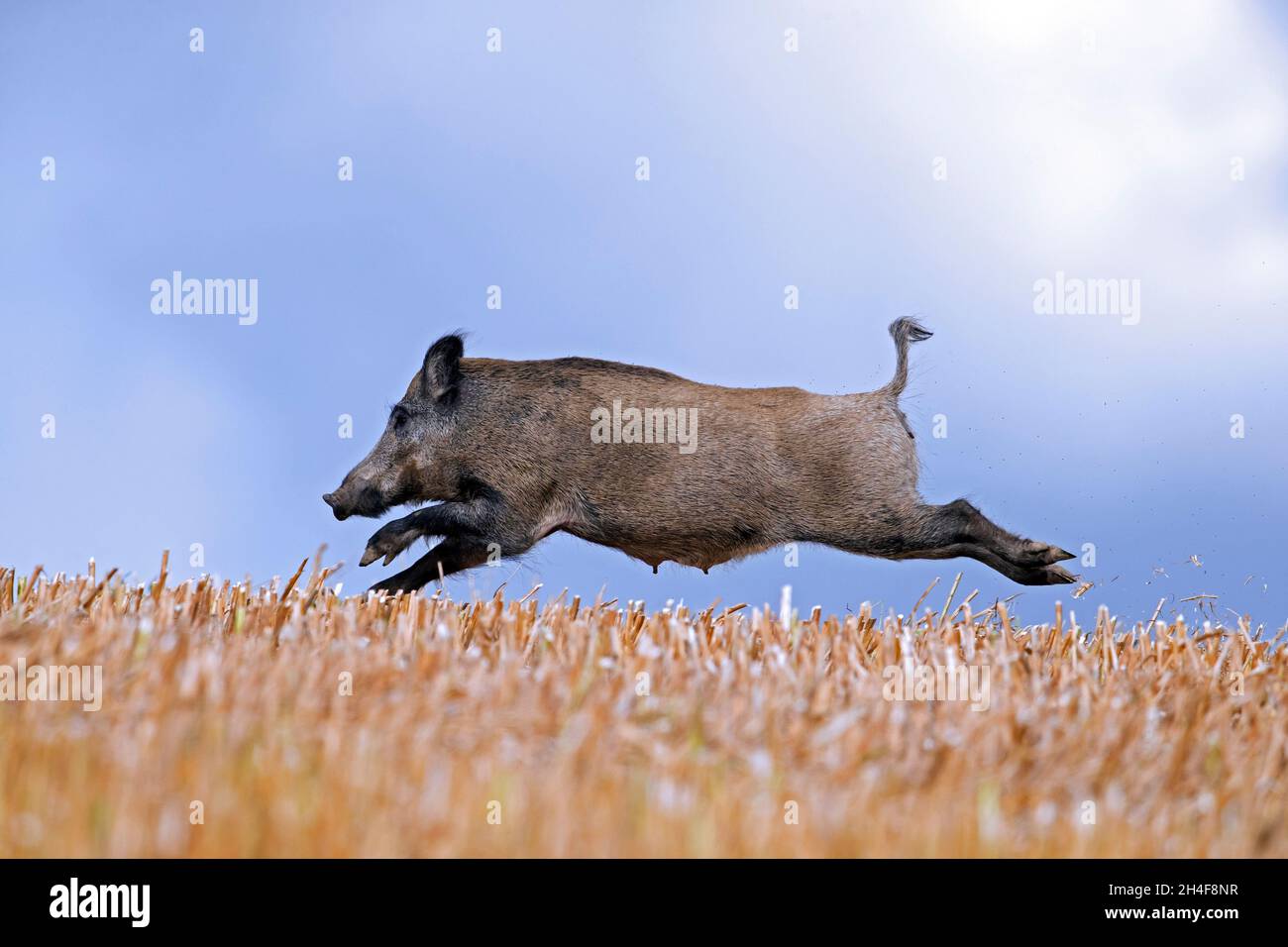Solitary wild boar (Sus scrofa) sow / female crossing stubble field in ...