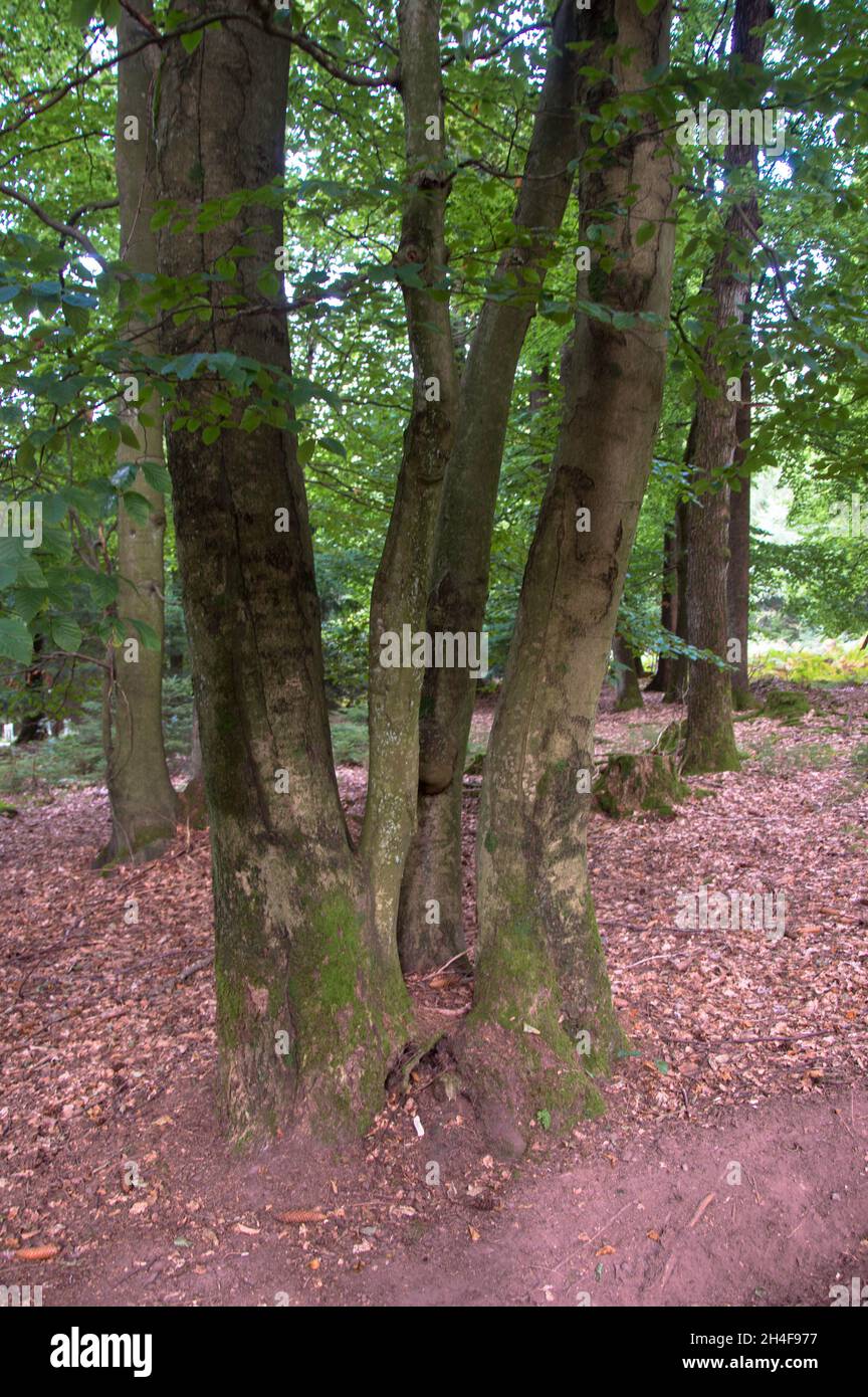 Paysage de souche hi-res stock photography and images - Alamy