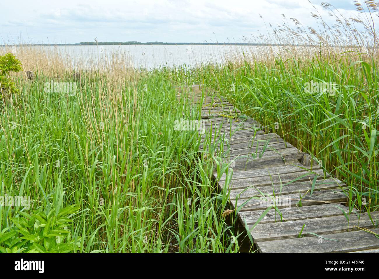 Green reed grows through wooden walkway Stock Photo - Alamy