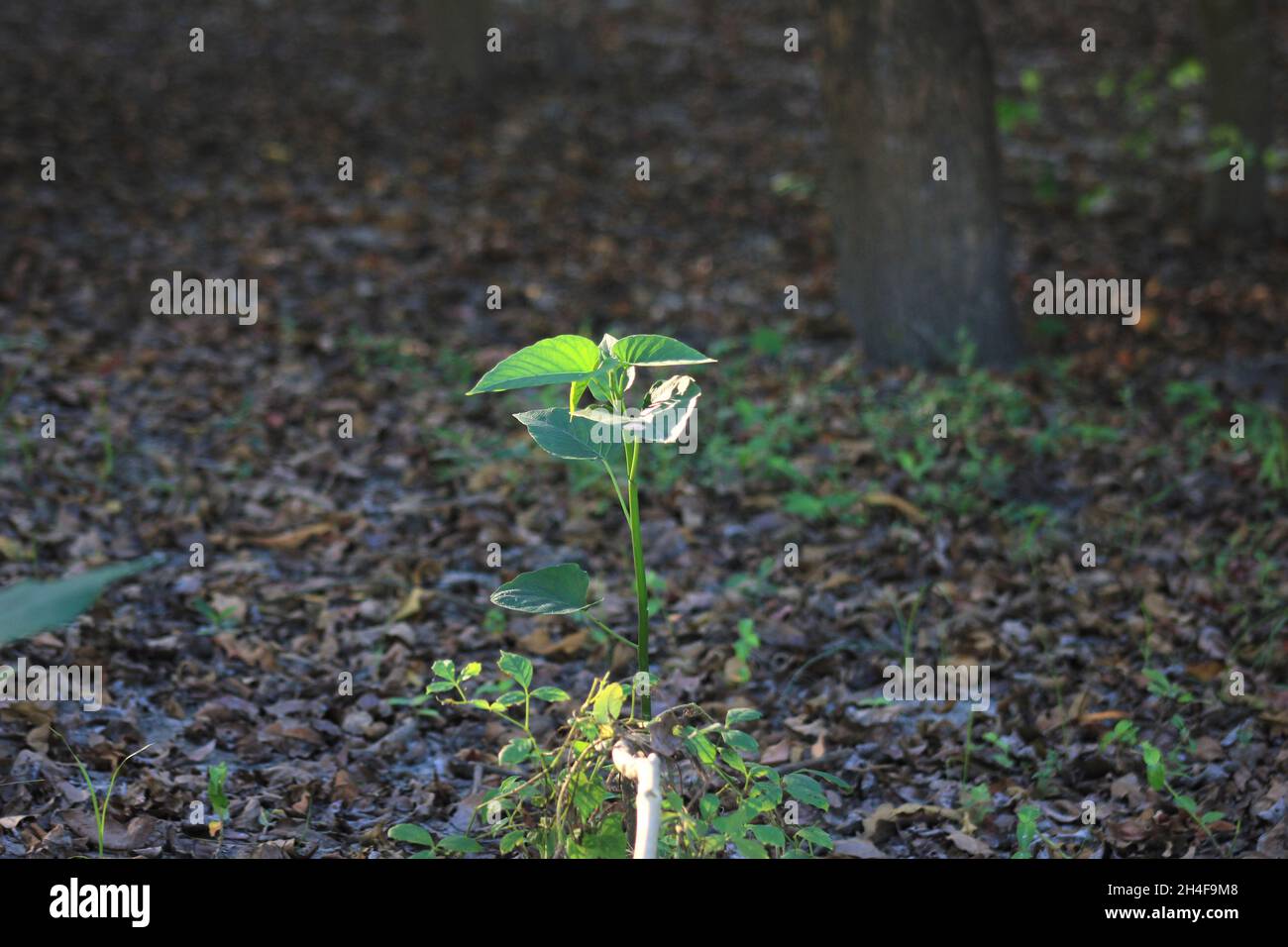 Plant photos hi-res stock photography and images - Alamy
