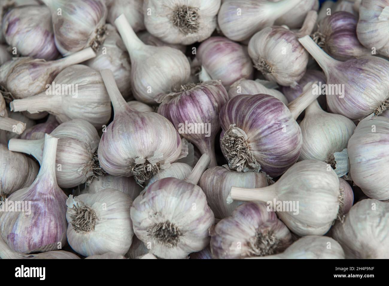 Garlic, food background. Garlic heads are on display, ready for sale ...