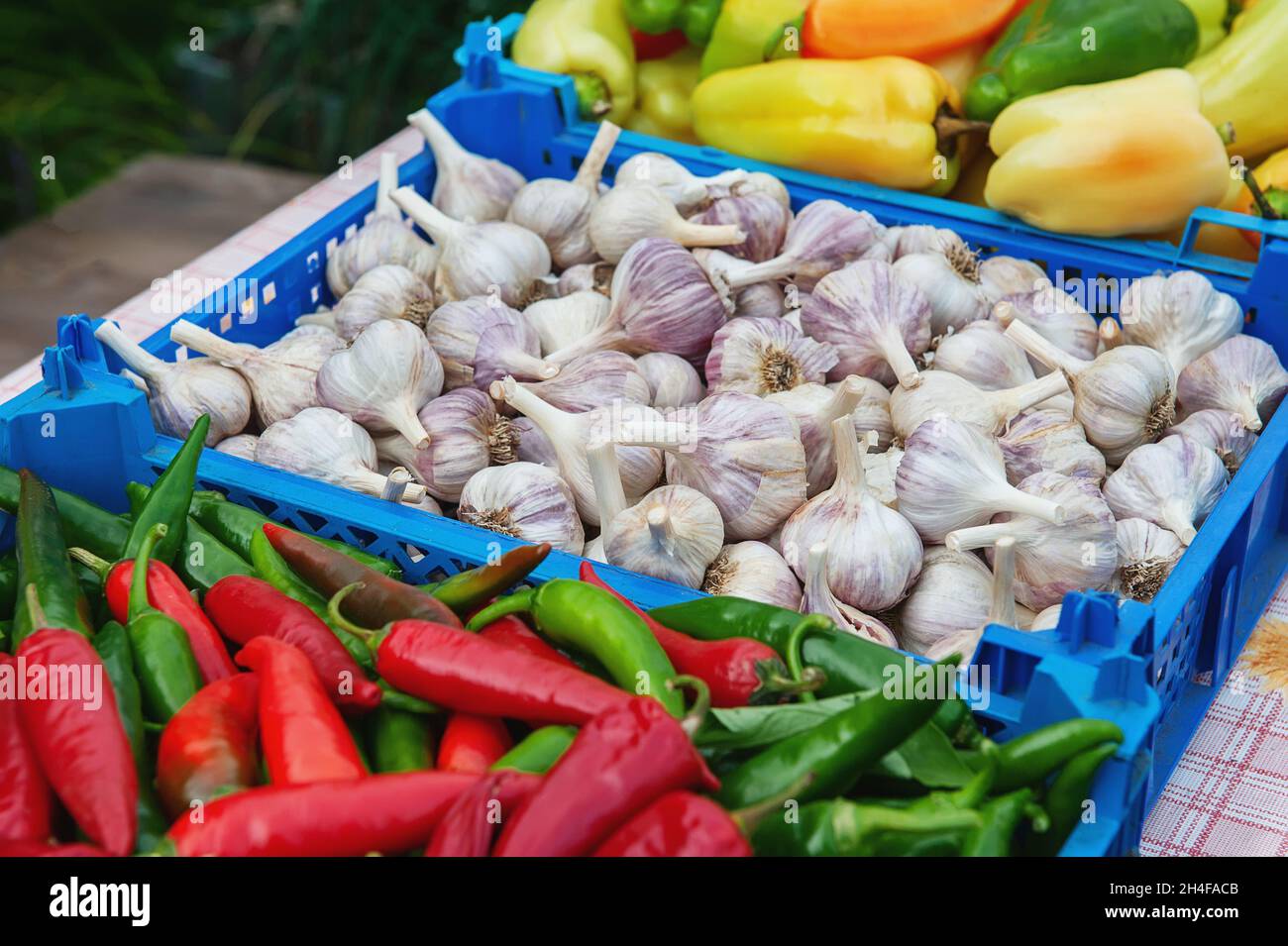 Garlic, food background. Garlic heads are on display in a blue plastic ...