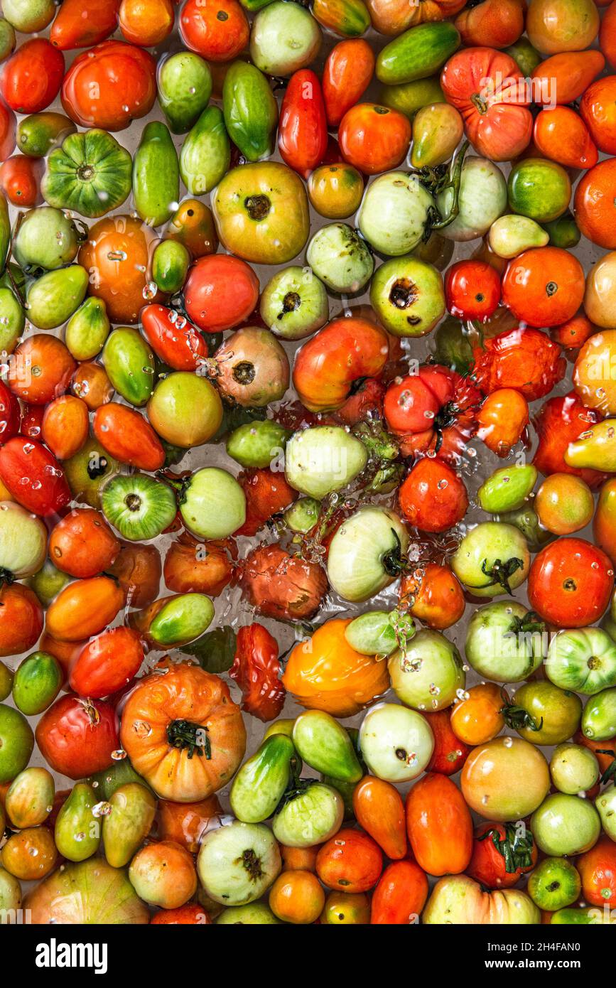 Cleaning tomatoes hi-res stock photography and images - Alamy