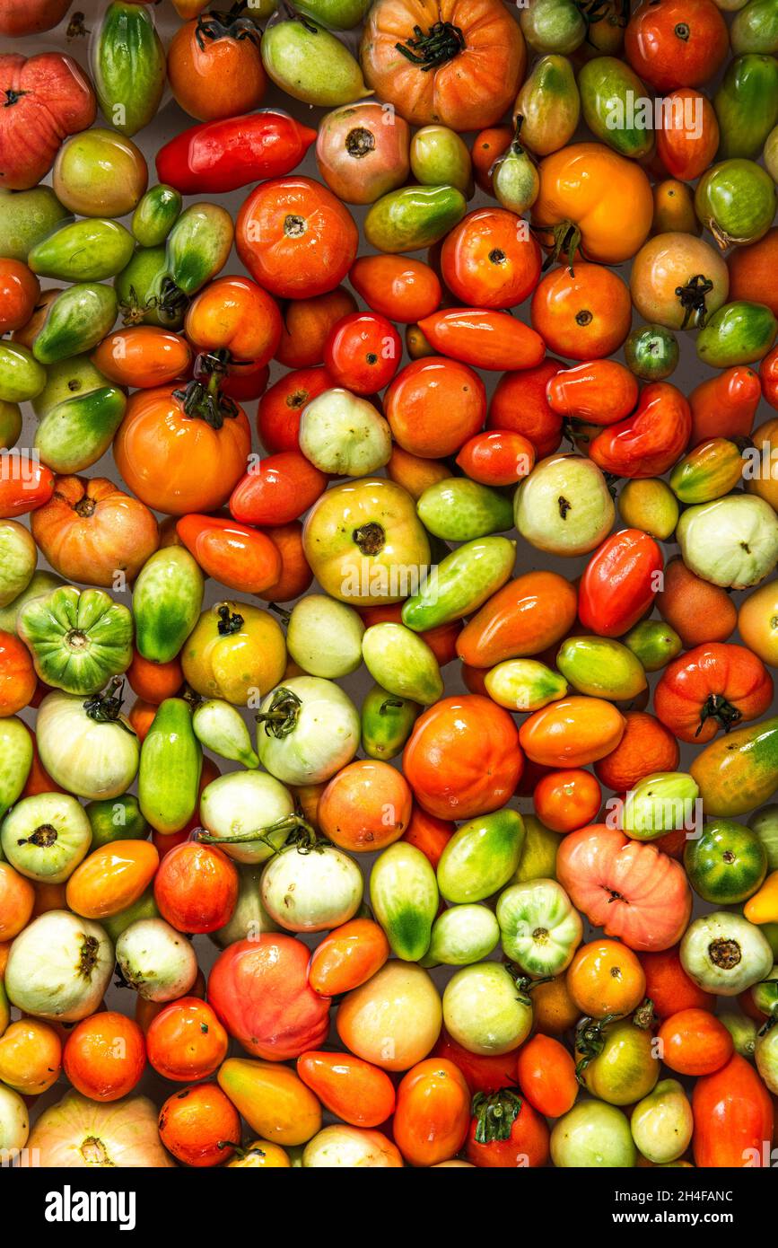 Cleaning fresh tomato water in hi-res stock photography and images - Alamy