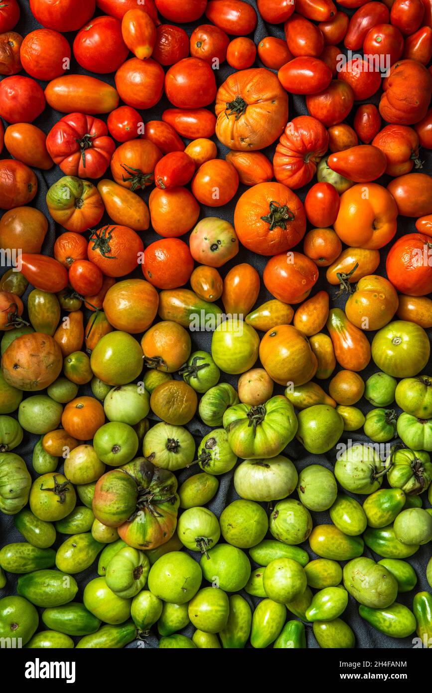 Colorful Shades of Tomatoes Stock Photo - Alamy