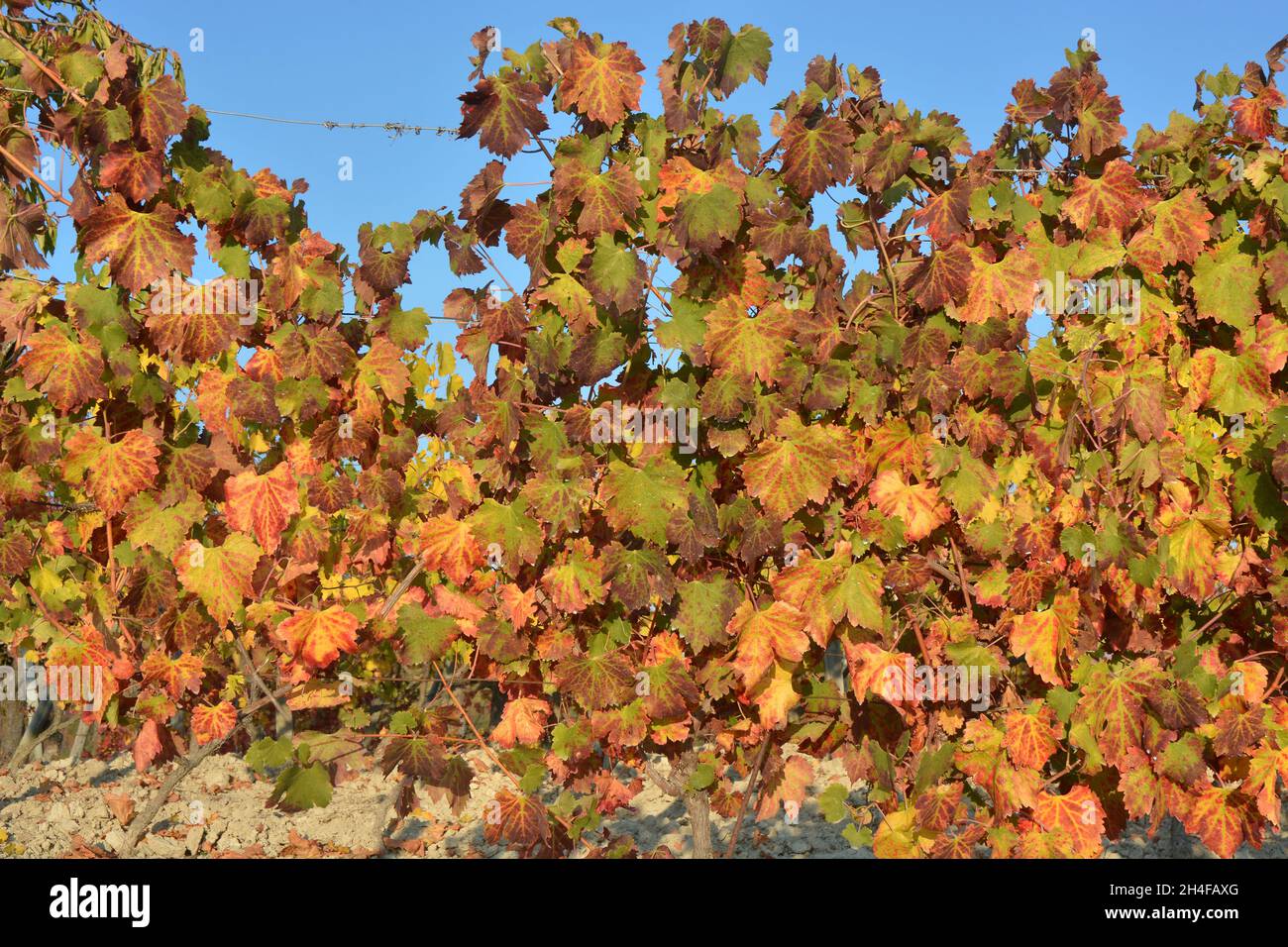 Colorful grapevine tree leaves in autumn season Stock Photo - Alamy