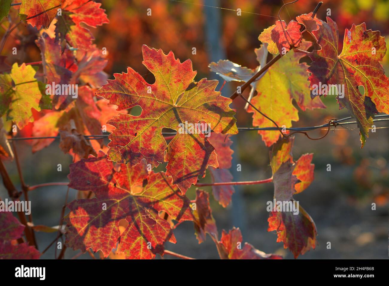 Colorful grapevine tree leaves in autumn season Stock Photo - Alamy