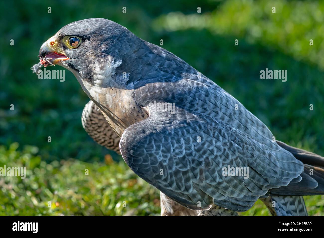 Closeup of a gray hawk on a grassy field Stock Photo - Alamy