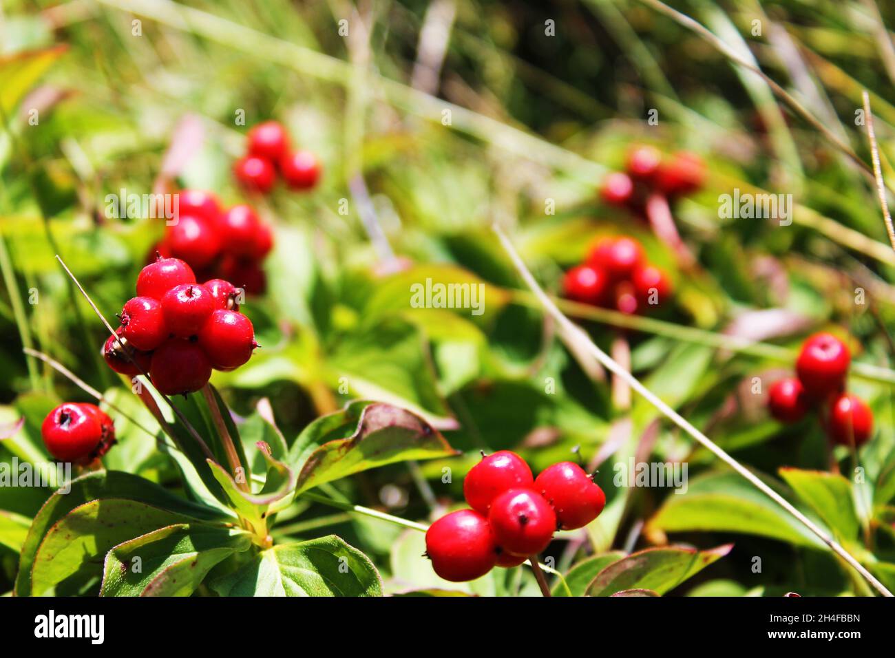 Buffalo Berry High Resolution Stock Photography and Images - Alamy
