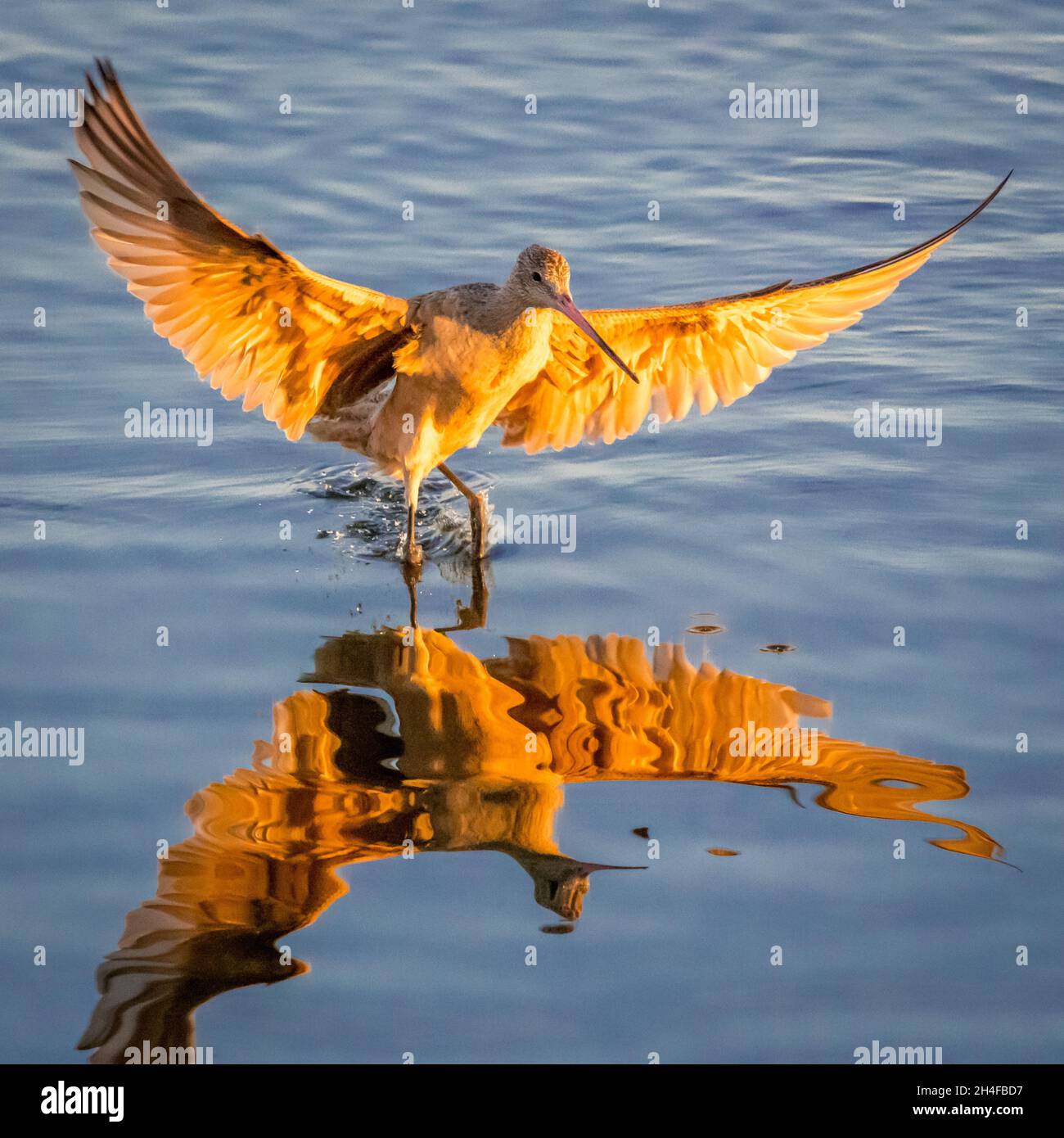 Closeup of a wading bird with outstretched wings and its reflection on ...