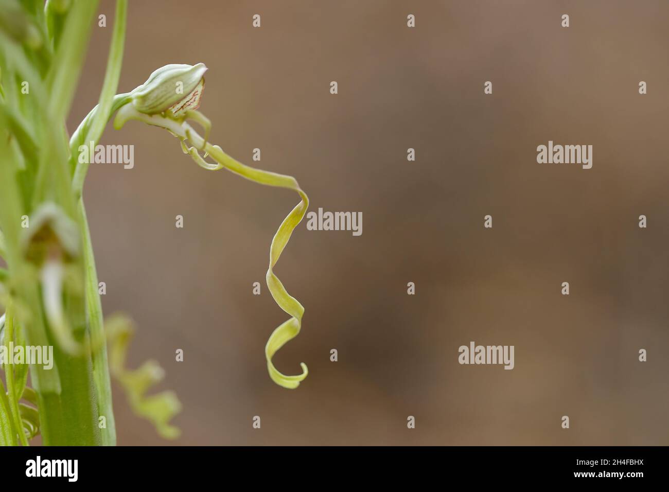Himantoglossum hircinum, popularly called lizard orchid Stock Photo - Alamy