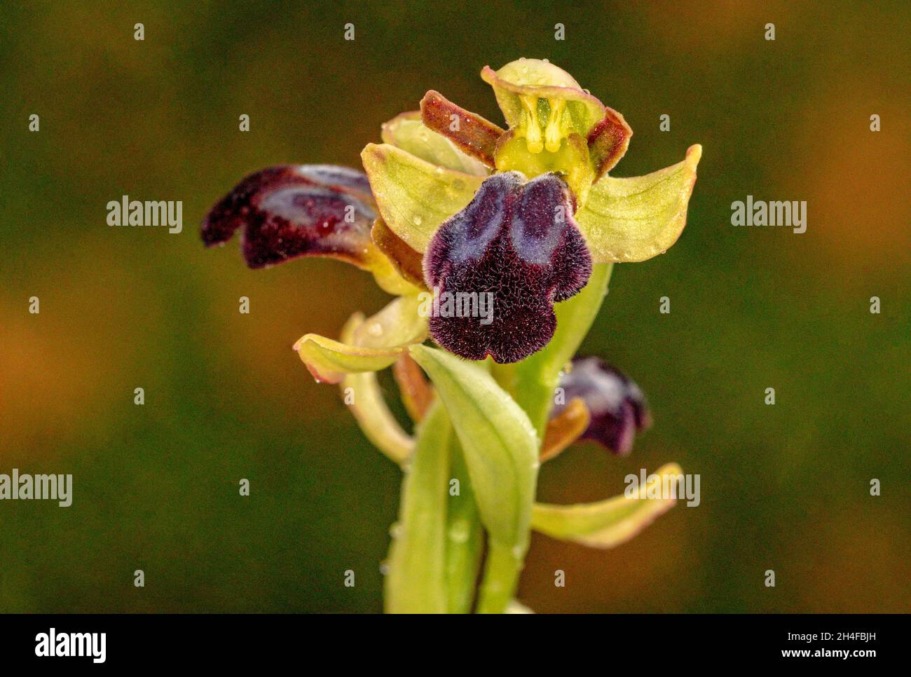 Ophrys fusca, is a species of orchids of the Orchidaceae family Stock ...