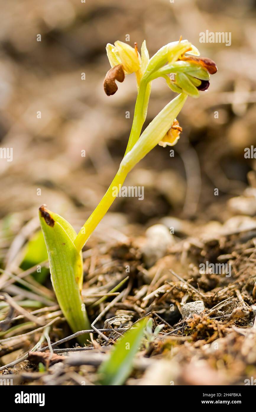 Ophrys fusca, is a species of orchids of the Orchidaceae family Stock ...