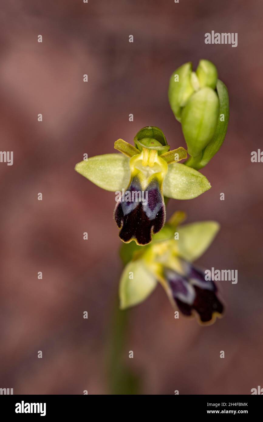 Ophrys fusca, is a species of orchids of the Orchidaceae family Stock ...
