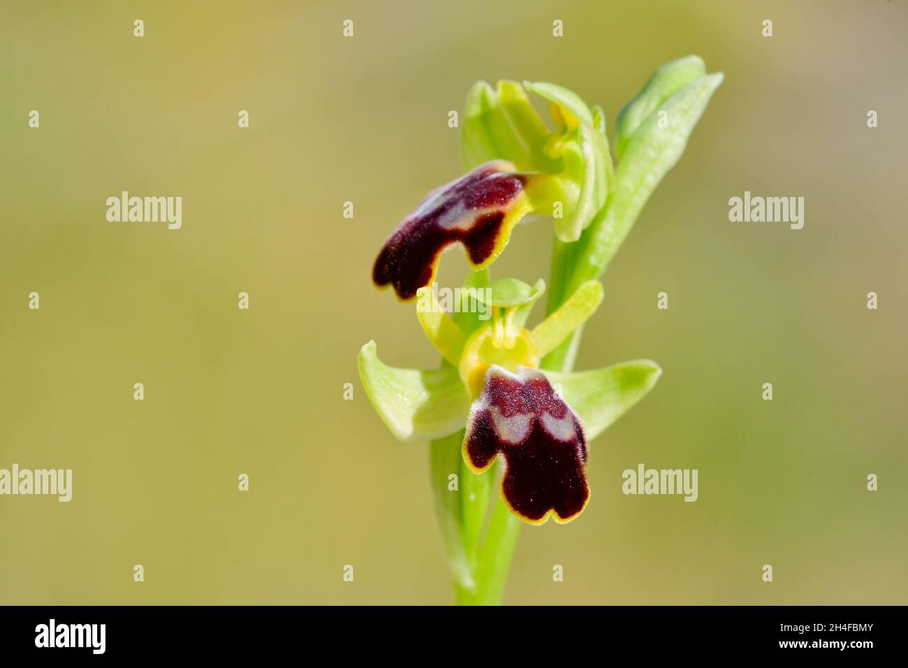 Ophrys fusca, is a species of orchids of the Orchidaceae family Stock ...