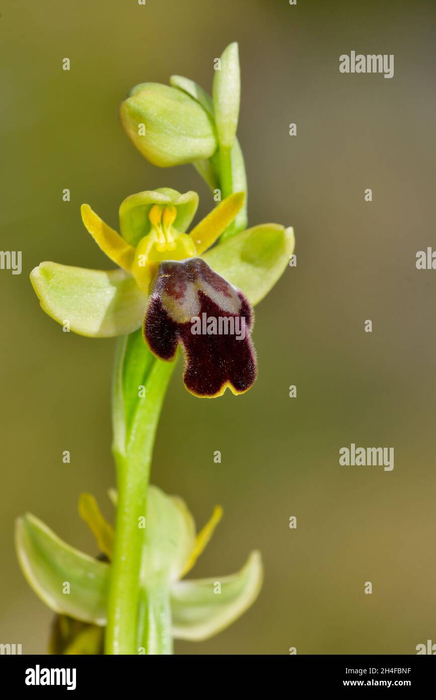Ophrys fusca, is a species of orchids of the Orchidaceae family Stock ...