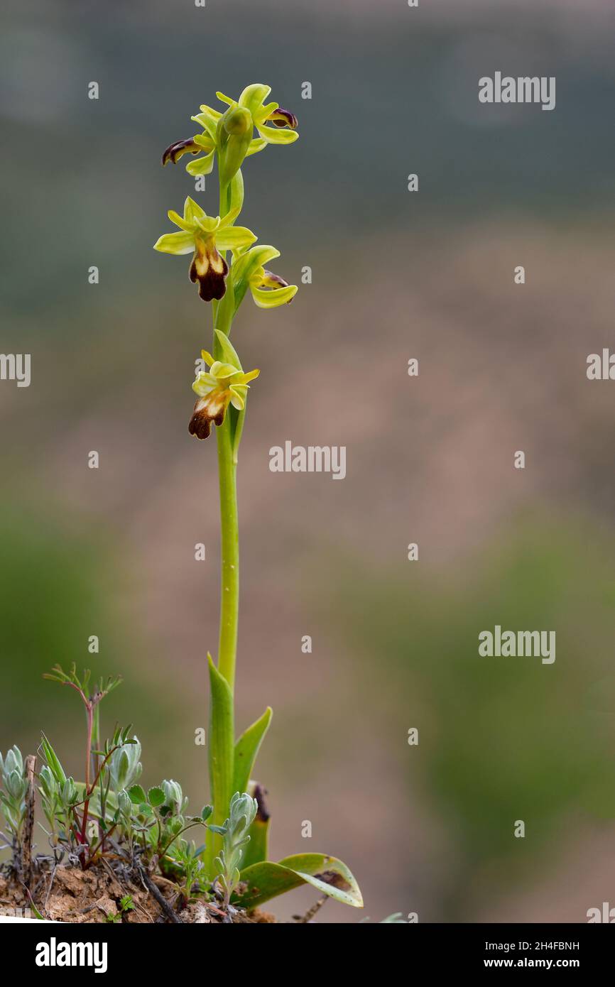 Ophrys fusca, is a species of orchids of the Orchidaceae family Stock ...