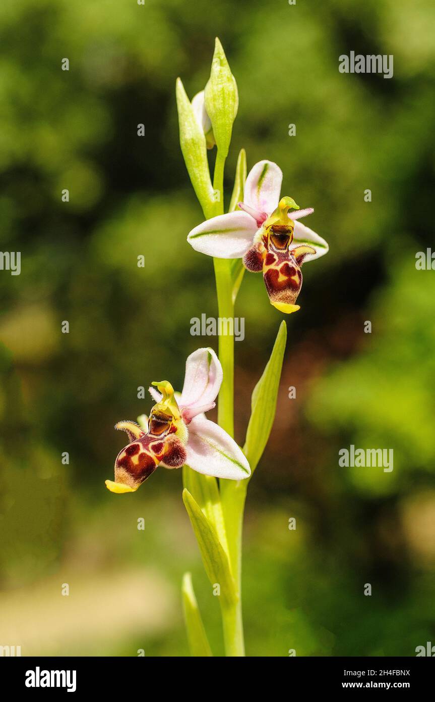 Ophrys scolopax, is a species of orchids in the Orchidaceae family ...