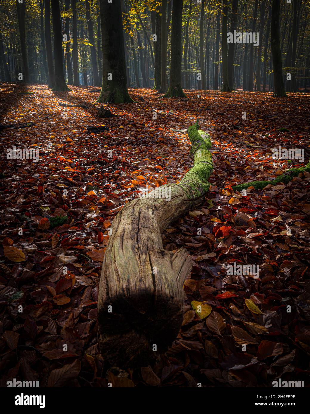 Old fallen log partially covered with moss on the forest floor Stock ...