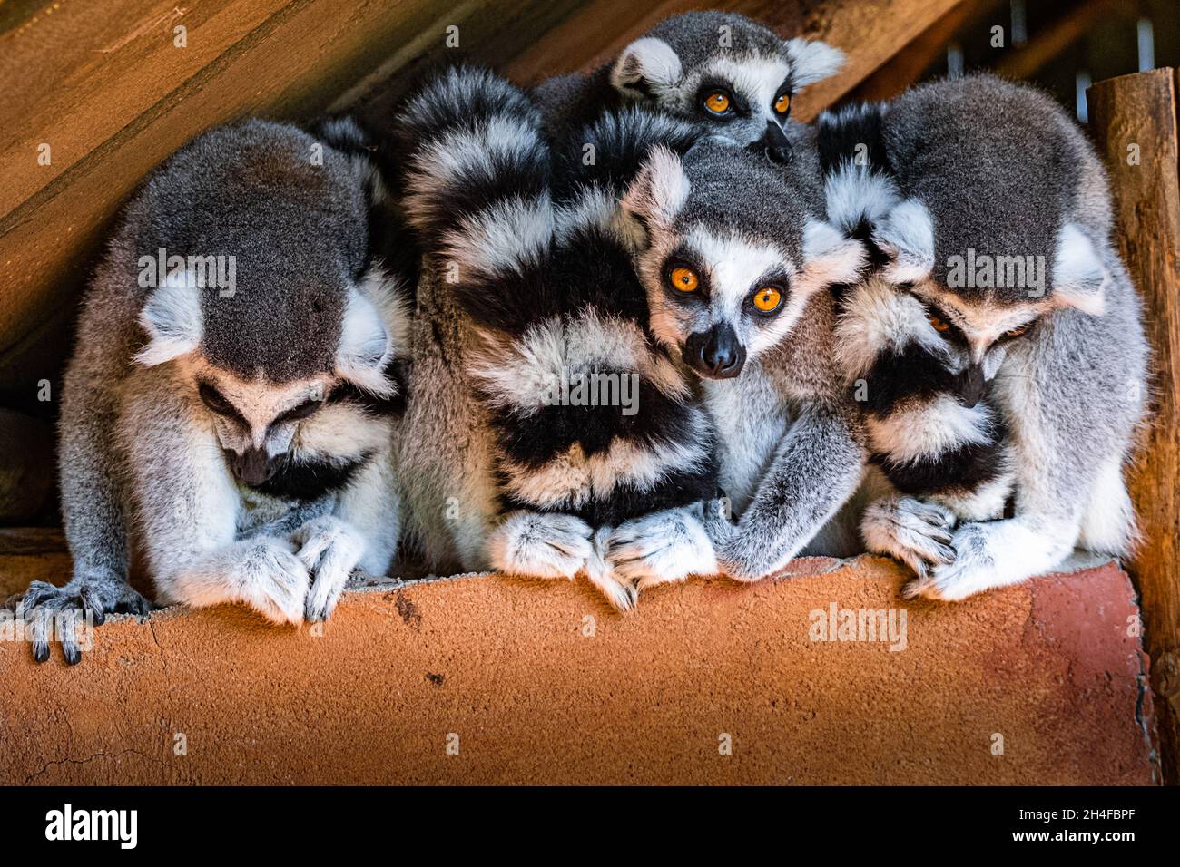 Closeup of a group of ring-tailed lemurs of a wooden structure Stock ...