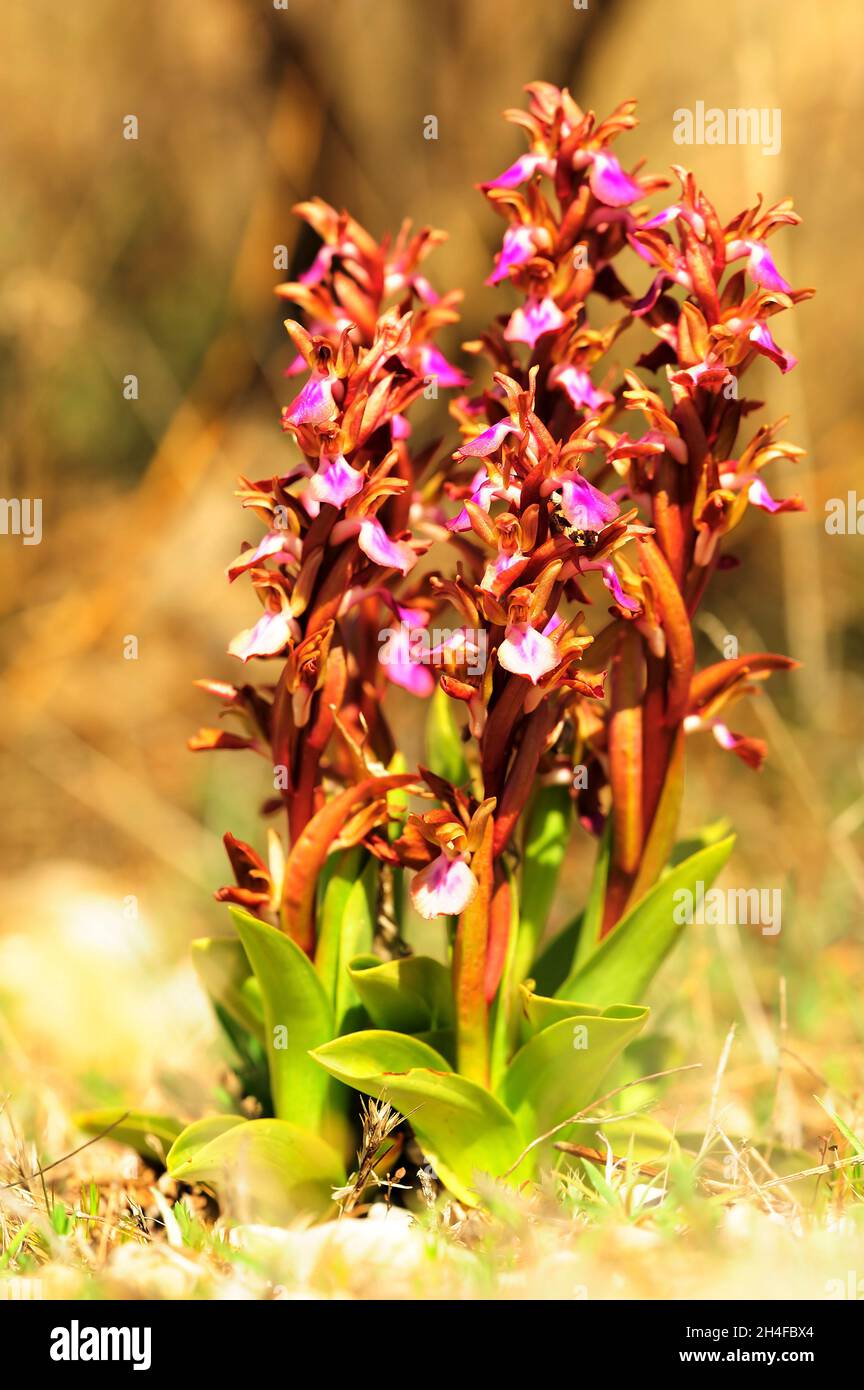 Orchis collina, is a terrestrial species of the orchid family Stock ...