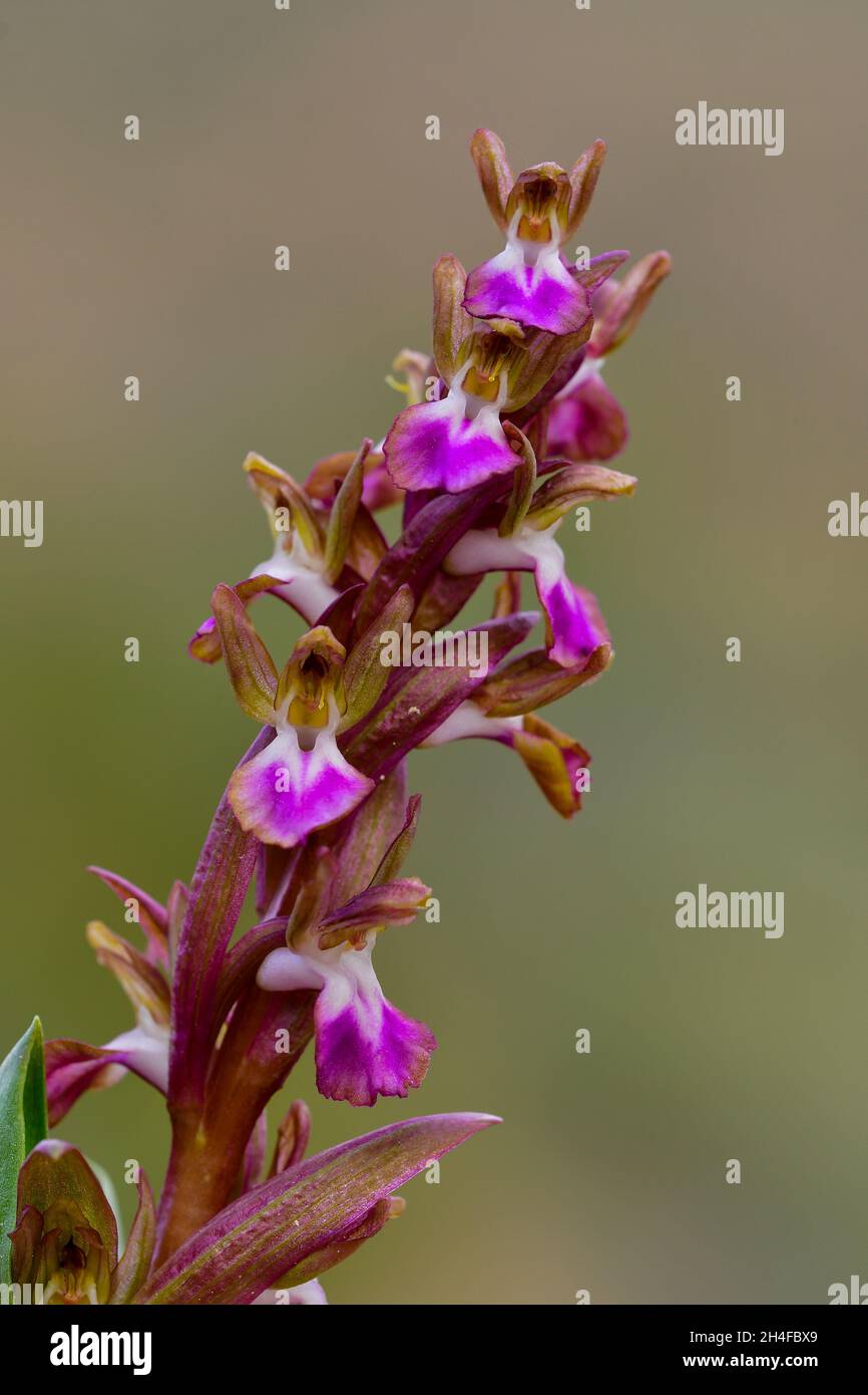 Orchis collina, is a terrestrial species of the orchid family Stock ...