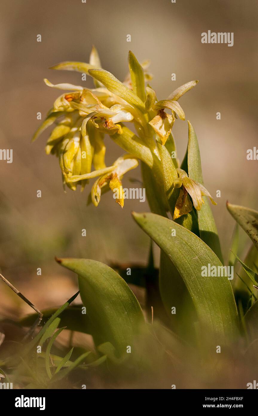 Orchis collina, is a terrestrial species of the orchid family Stock ...
