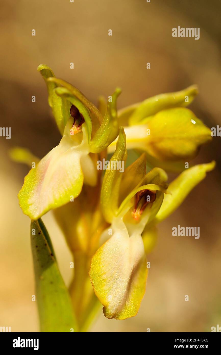 Orchis collina, is a terrestrial species of the orchid family Stock ...