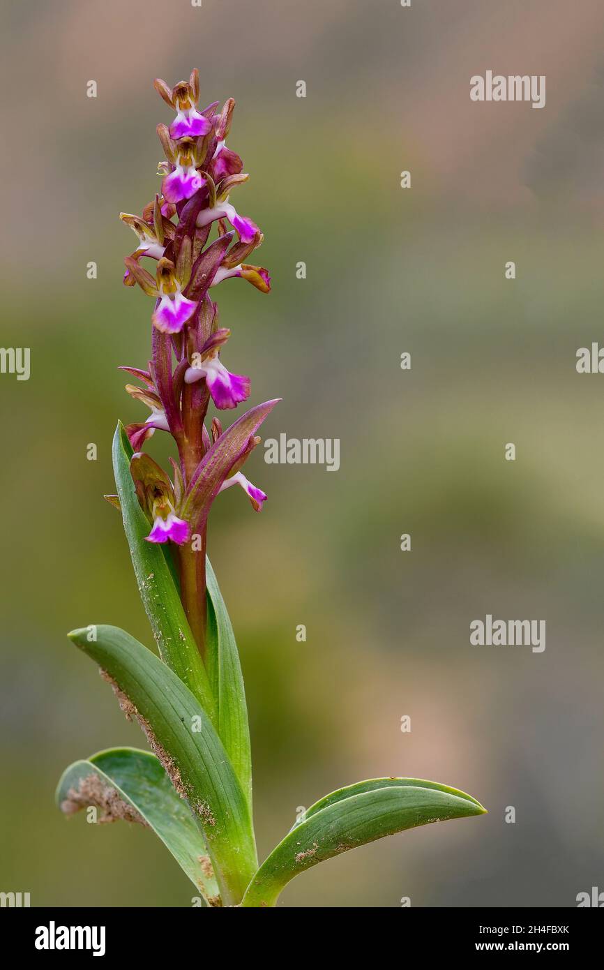 Orchis collina, is a terrestrial species of the orchid family Stock ...
