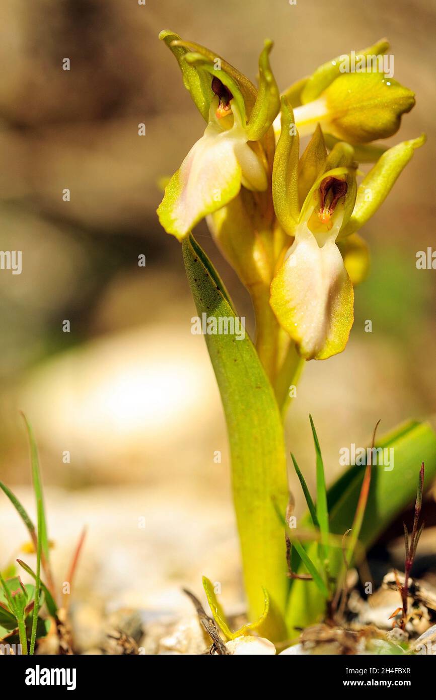 Orchis collina, is a terrestrial species of the orchid family Stock ...