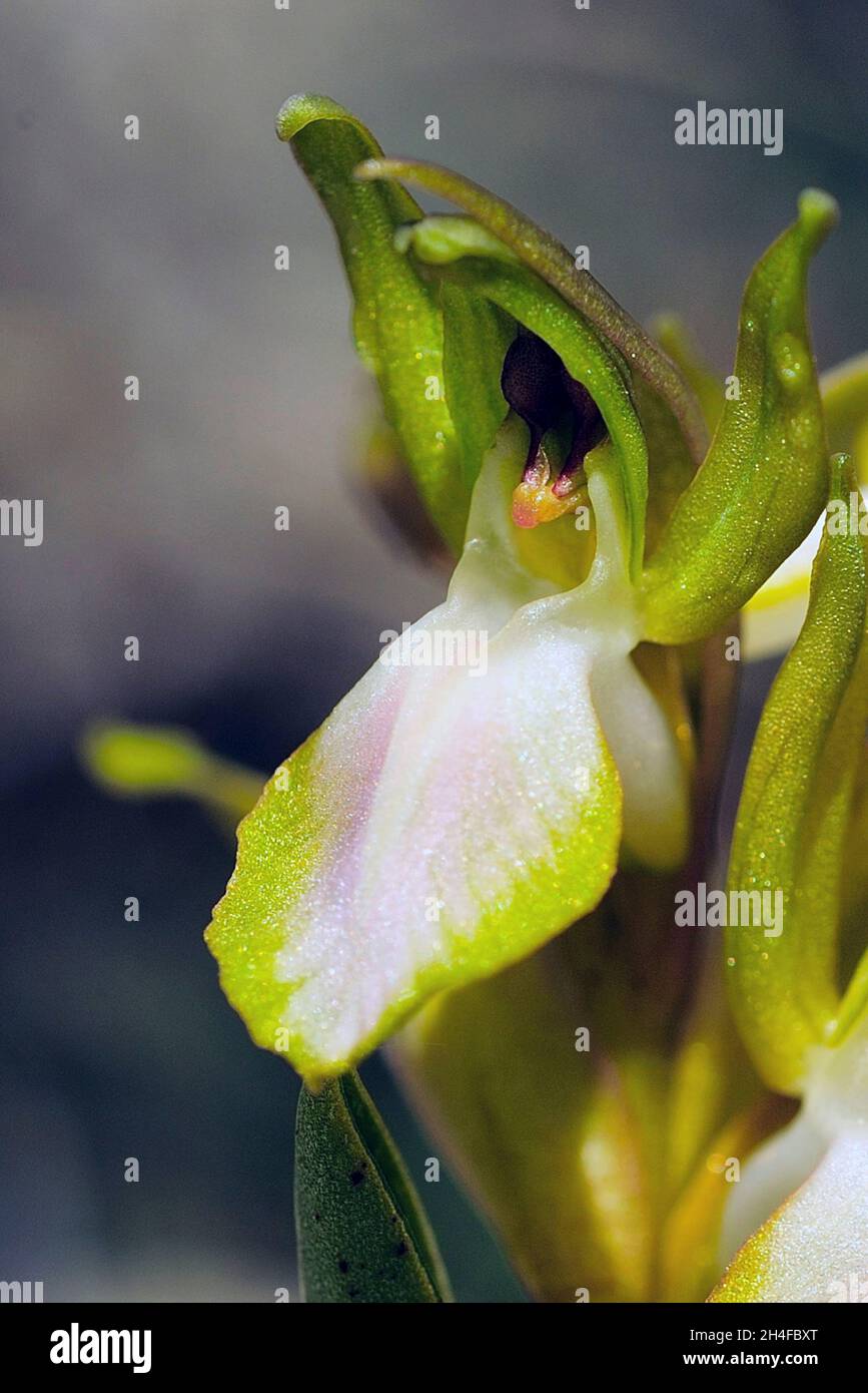 Orchis collina, is a terrestrial species of the orchid family Stock ...