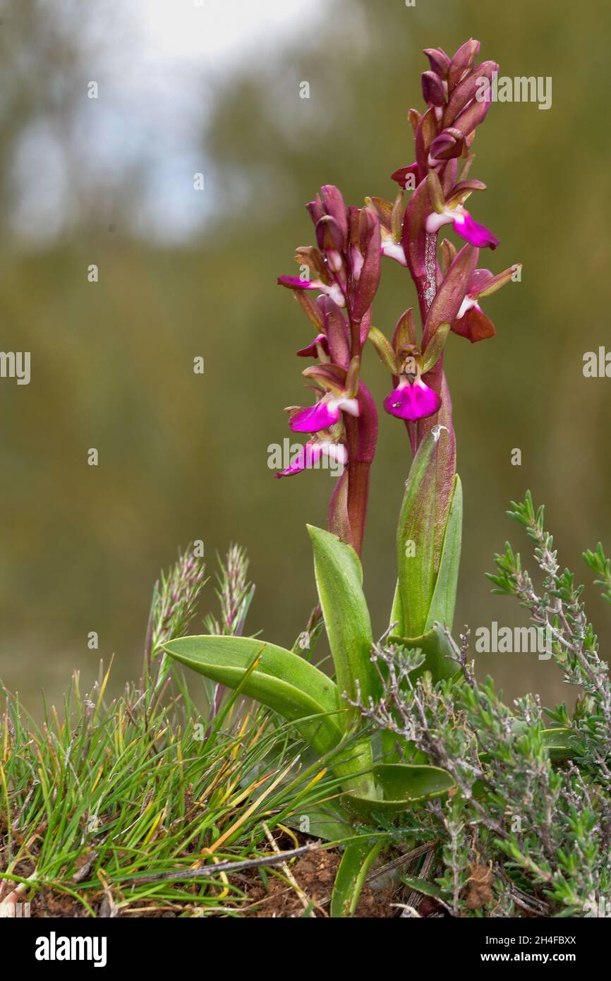 Orchis collina, is a terrestrial species of the orchid family Stock ...