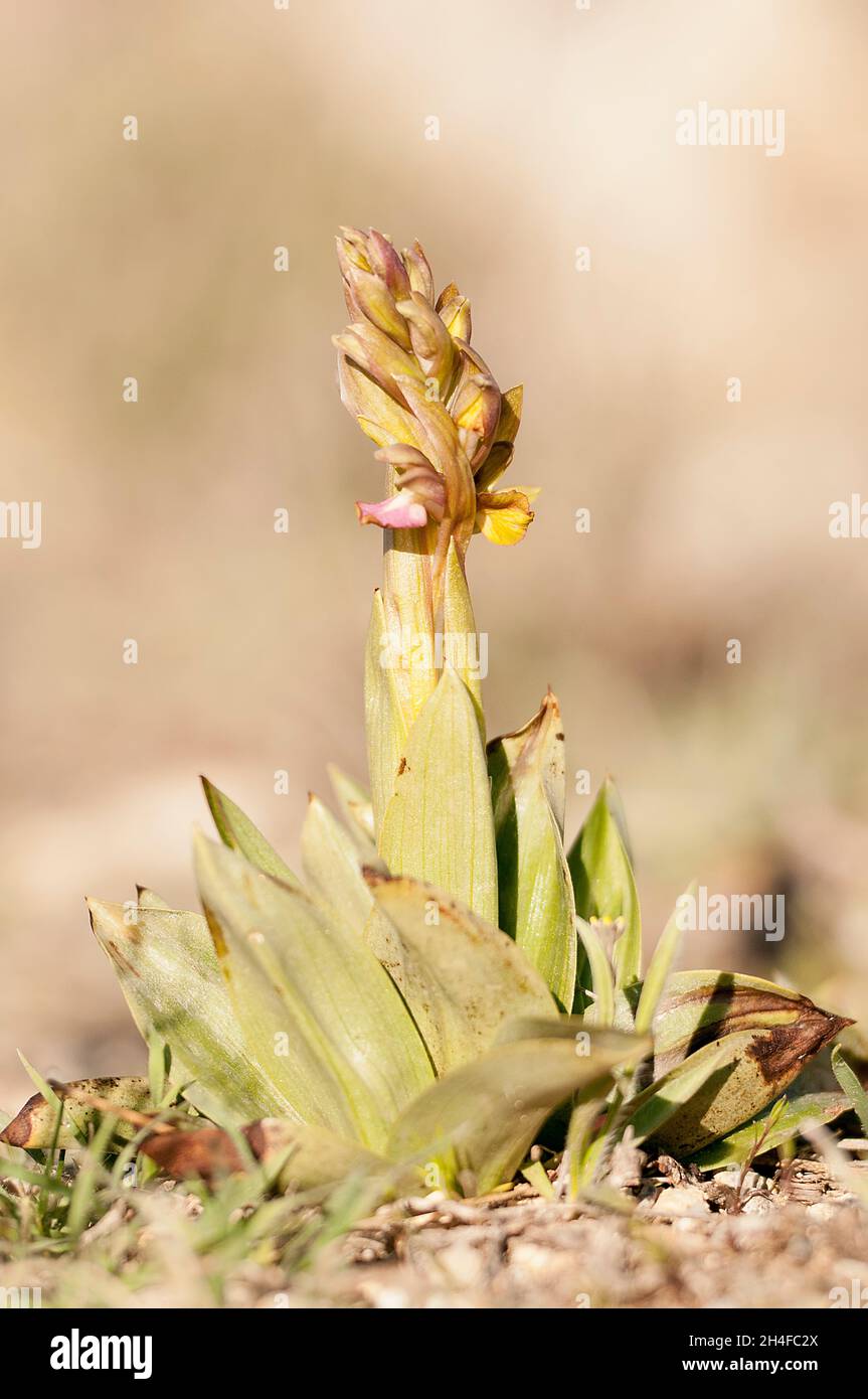 Orchis collina, is a terrestrial species of the orchid family Stock ...