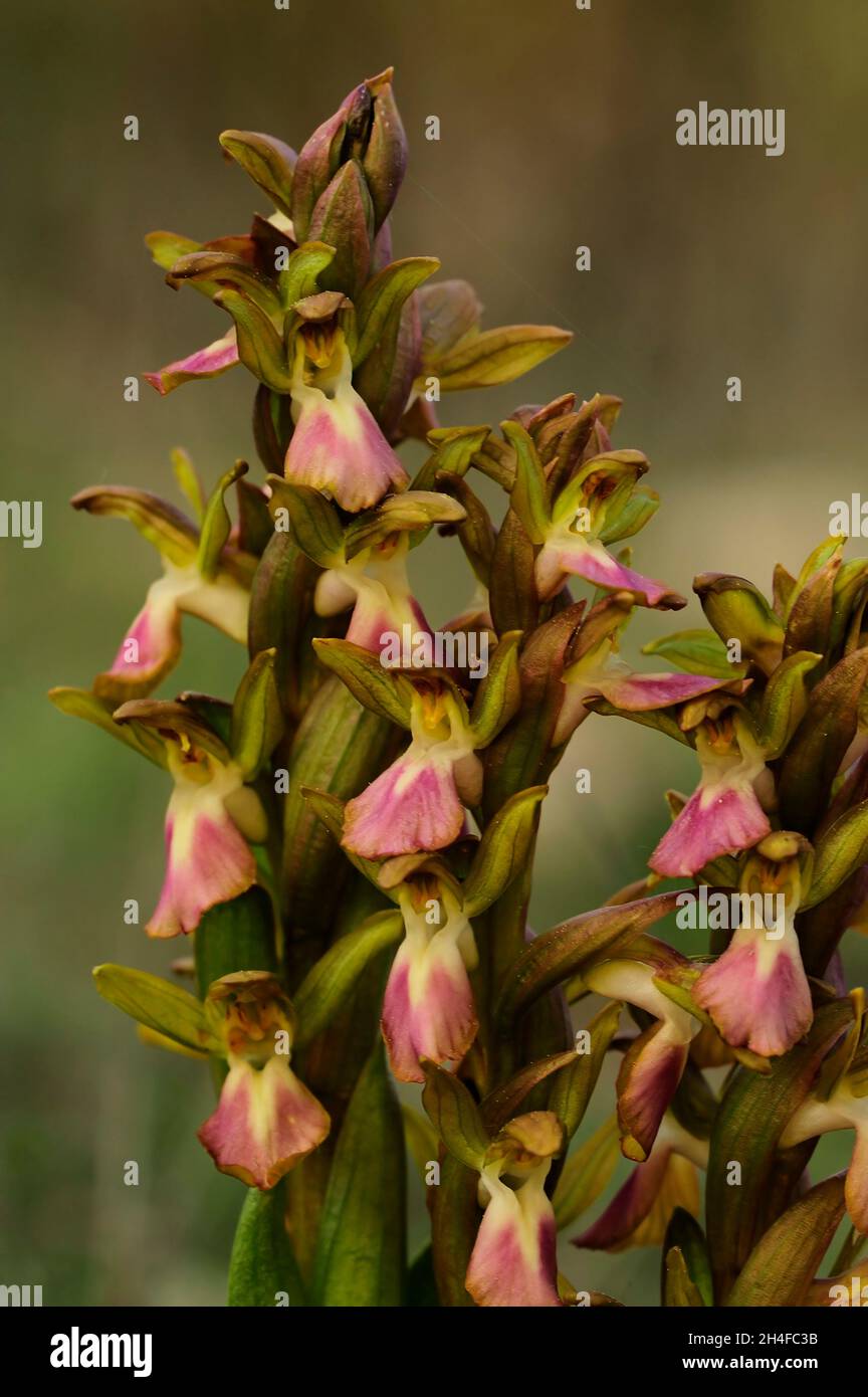 Orchis collina, is a terrestrial species of the orchid family Stock ...