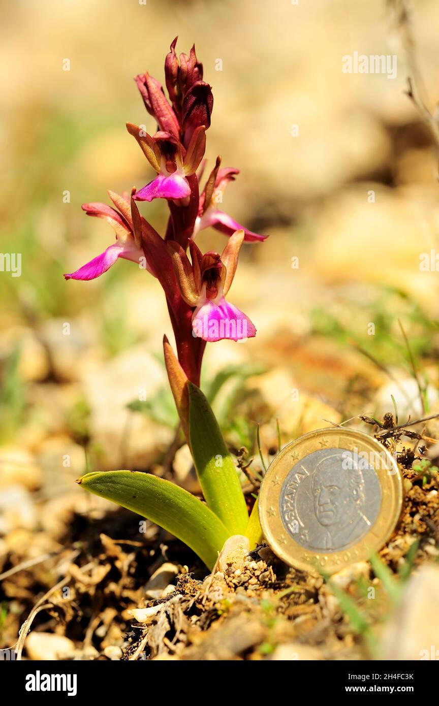 Orchis collina, is a terrestrial species of the orchid family Stock ...